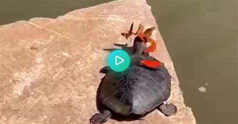 These Butterflies Are Sipping On Turtle Tears Its A Behavior Known As