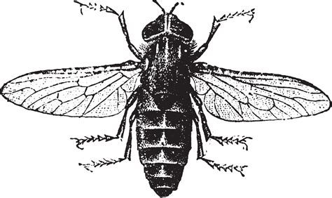 Gadfly Vintage Engraving 35170535 Vector Art At Vecteezy