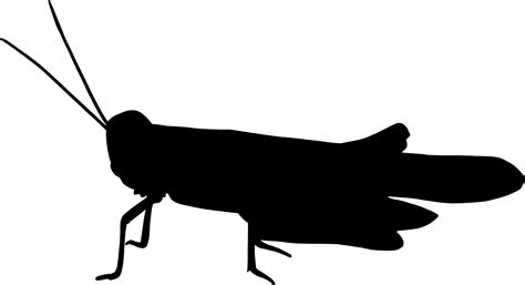 Trimerotropis Maritima By Andy Wilson Cc0 10 Phylopic