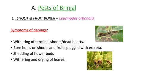 Solution Pests Of Brinjal Gourd Studypool