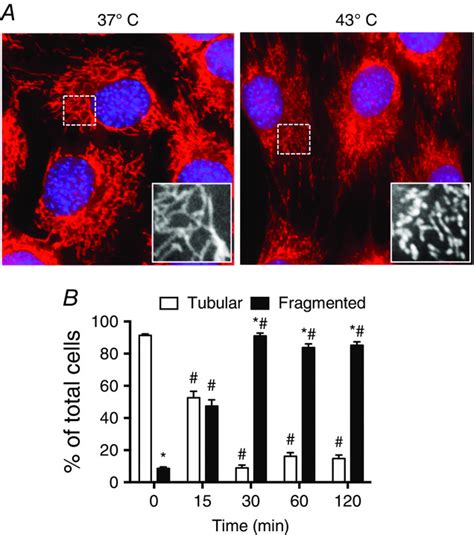 Role Of Dynamin‐related Protein 1‐mediated Mitochondrial Fission In Resistance Of Mouse C2c12