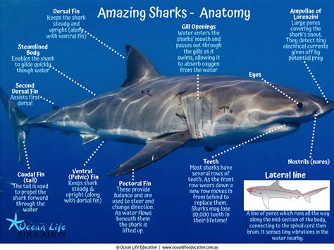 External Anatomy Of Shark The Campana Lab Internal Anatomy