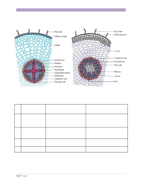 Unit Ii Session 8 Anatomical Differences Between Dicot And Monocot