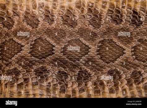 Rattlesnake Skin Pictures Rattlesnake Skin Etsy