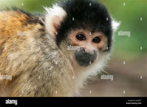 Pippi Longstocking Monkey