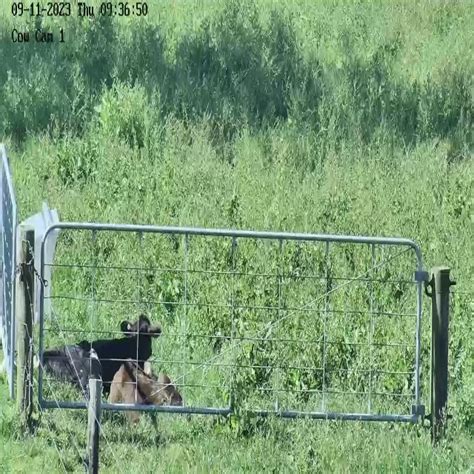 Sheep Object Detection Model By Sheep