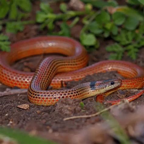 Western Ground Snake Facts Diet Habitat And Pictures On Animaliabio