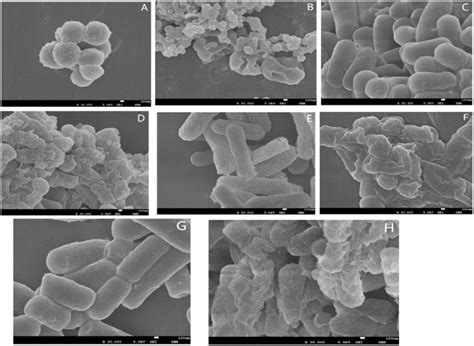 Scanning Electron Micrographs Of Four Tested Bacteria A C E And G