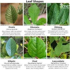 16 Different Types Of Elm Trees And Their Identifying Features