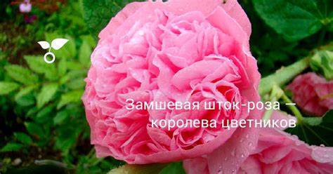 Замшевая шток-роза — королева цветников — Ботаничка