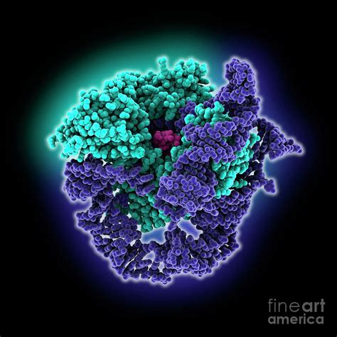 Human Telomerase Catalytic Core By Laguna Design Science Photo Library