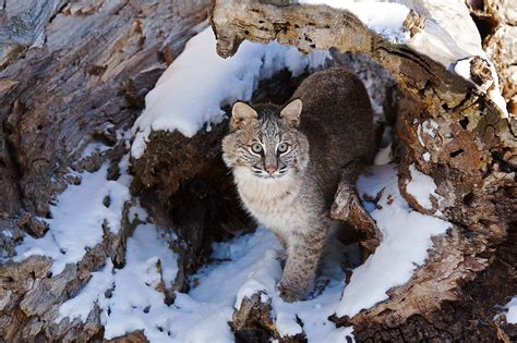 Bobcat Hunting