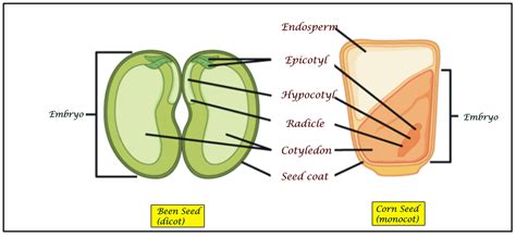 Charactersics And Classification Of Angiosperms Mcq Practice