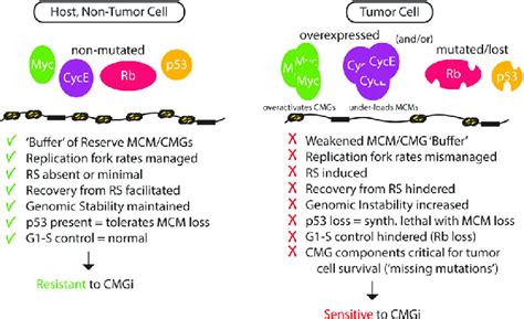 Rationale For Targeting Mcmscmgs With Anti Cancer Drugs Deficiencies