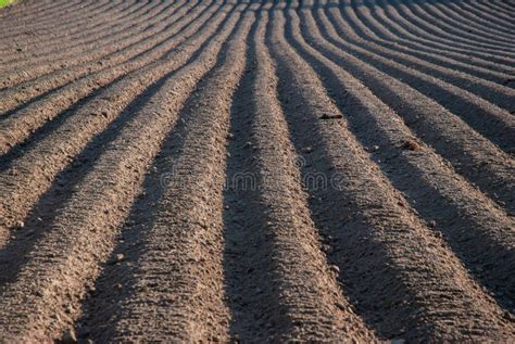 Sunrise Over Freshly Plowed Brown Soil With Long Parallel Lines