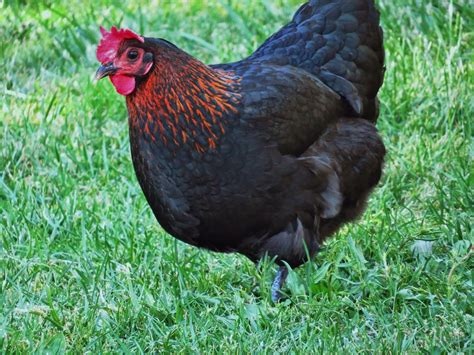 5 Best Laying Hens For Your Backyard From Home Wealth