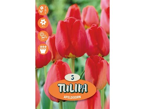 Van Eijk Tulipán Vásárlása Az Obi Nál