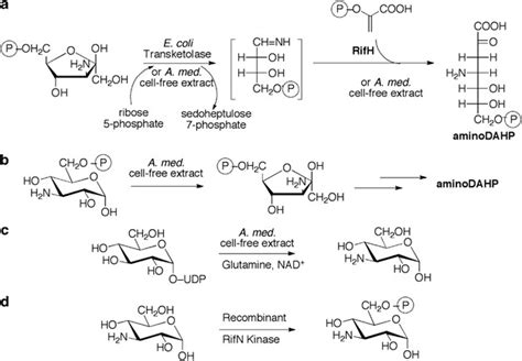 The Biosynthesis Of 3 Amino 5 Hydroxybenzoic Acid Ahba The Precursor