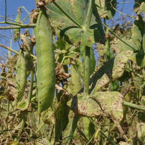 Mycosphaerella Blight In Pulses Syngenta Canada