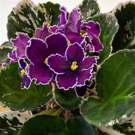 Edge Of Darkness Lyrical Violets