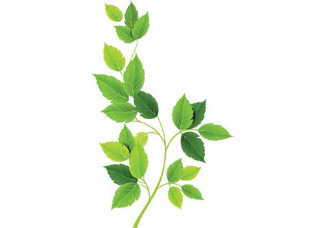 Green Leaves Vectors 82701 Vector Art At Vecteezy