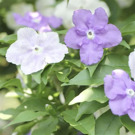 Nombres De Plantas Perennes Resistentes A Los Ciervos Plantón Floral
