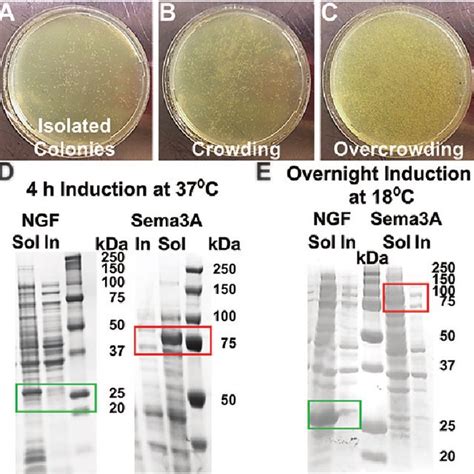 Protein Engineering Utilizing An E Coli Expression System The Basic