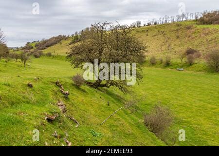 Coombe Bissett Down Chalk Downland Nature Reserve Salisbury