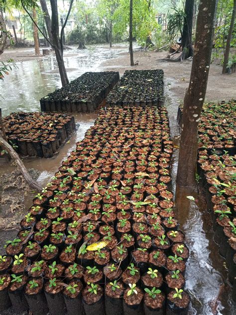 Conservation Of Threatened Trees In Kwale County In Kenya Fondation Franklinia Conservation Of Threatened Trees In Kwale County In Kenya Fondation Franklinia
