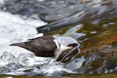 Dipper At Watersmeet By Neil Gutteridge Devon Birds