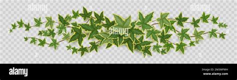 Border Of Ivy Vines Lianas With Green Leaves Long Wavy Creeper