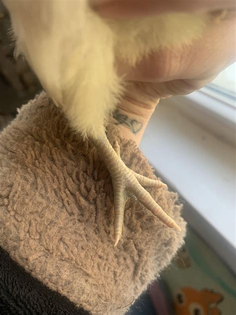 Rir Chick W Blue Legs R Chickens