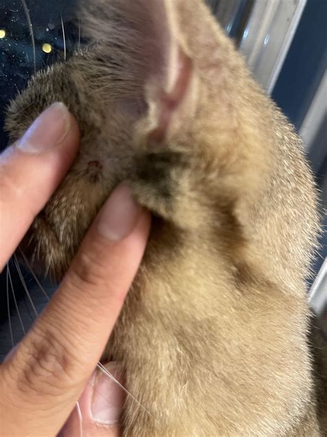 Help Me Find Out What This Is Stepdad Is Not Worried But I Am R Cathelp