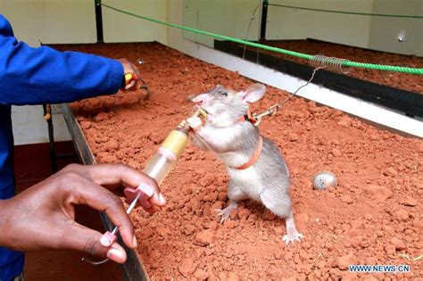 African Giant Pouched Rats Receive Landmine Detection Training In