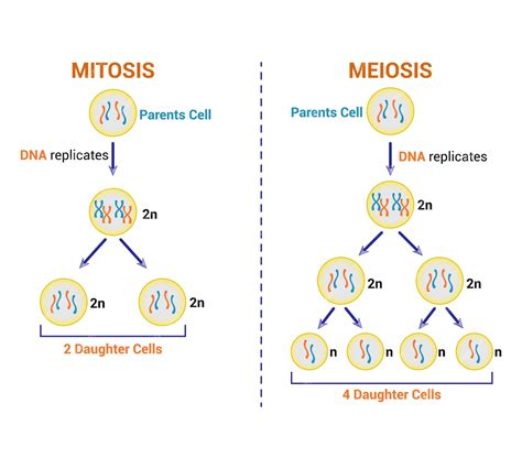 Diseño Científico De Las Diferencias Entre La Mitosis Y La Meiosis