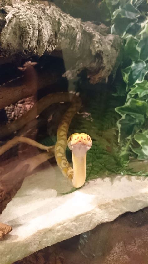First Time Seeing The Dwarf Retic Doing A Scope Rsnakes