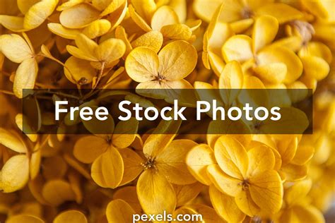 Yellow Hydrangea Photos Download The Best Free Yellow Hydrangea Stock