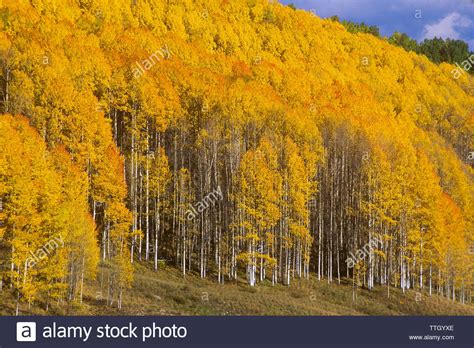 Тополь осинообразный 40 фото НА ДАЧЕ ФОТО