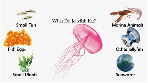 Jellyfish Eating Fish