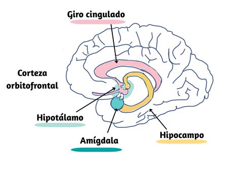 Descubre El Sistema Límbico El Cerebro Emocional Ayudarte