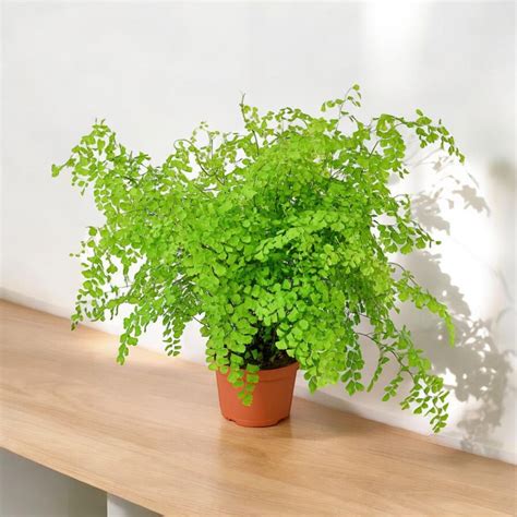 Maidenhair Fern Gorgeous Air Purifying Indoor Plant Easy Care