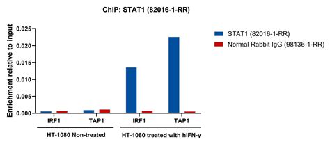 Stat1 Antibody 82016 1 Rr Proteintech 武汉三鹰生物技术有限公司