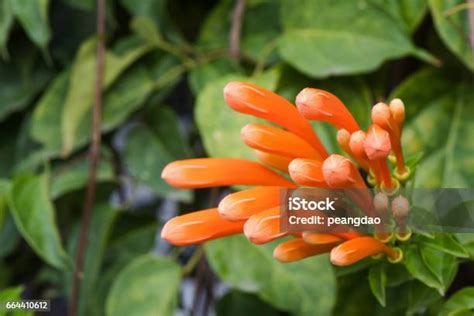 Bunga Terompet Atau Bunga Api Anggur Apicracker Di Taman Foto Stok