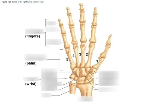 Exam 2 Chapter 8 Diagram Quizlet