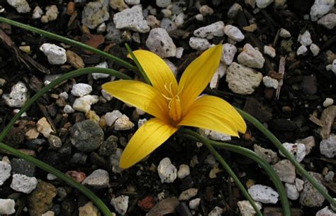 European And Mediterranean Romuleas Pacific Bulb Society