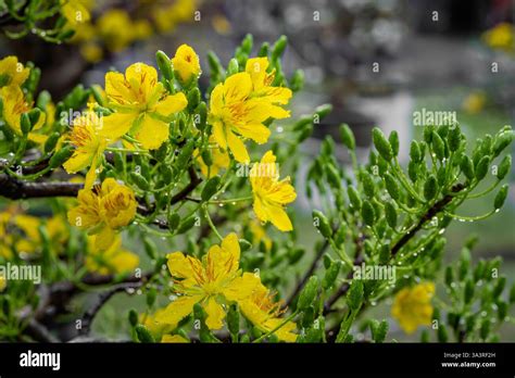 Yellow Mai Flower Vietnamese Mickey Mouse Plant Or Ochna Integerrima Represents Spring In