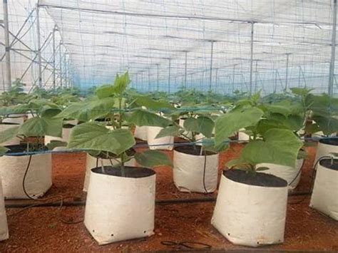 Green Growing Bags At Kilogram In Indore ID