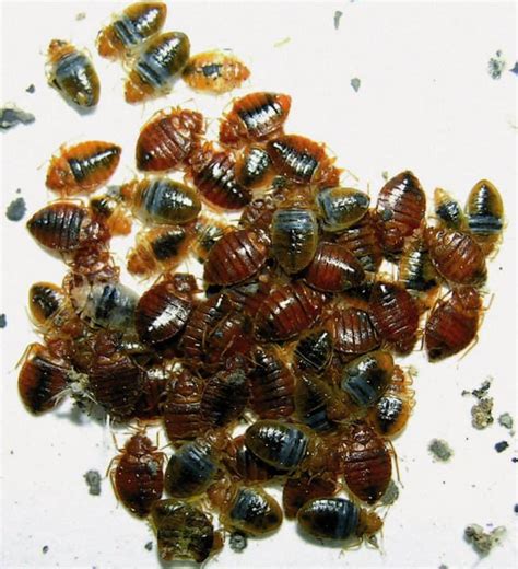 Bed Bug Life Cycle A Guide To All Stages Pestseek