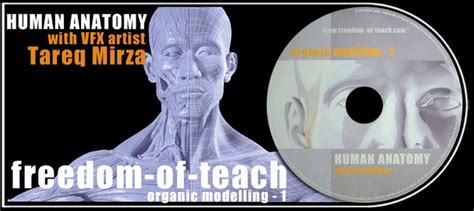 Mid Poly Anatomy Learning Resources — Polycount