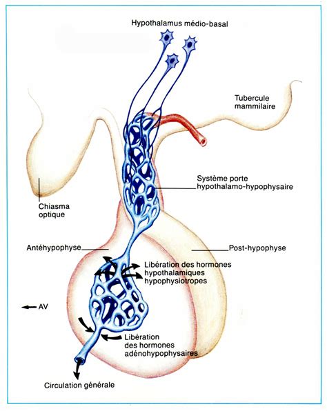 Axe Hypothalamo Hypophysaire Dr KARA ZAITRI M A